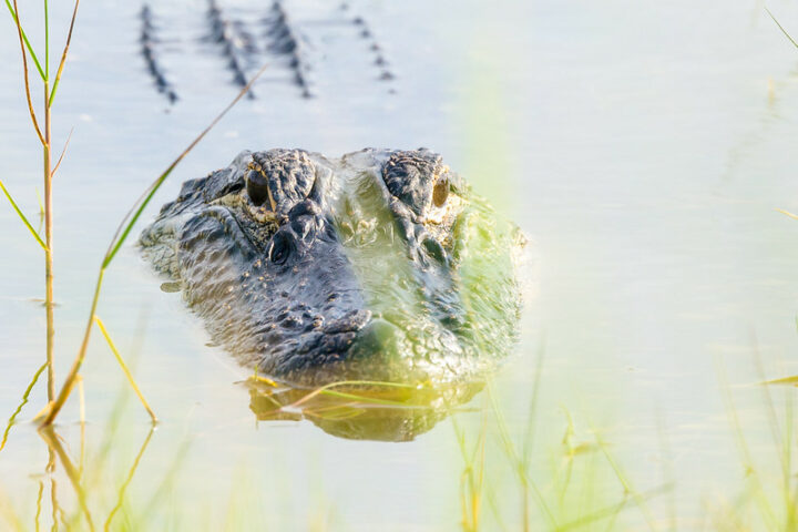 Florida AG Proposes 'Alligator Alcatraz' To Detain Illegal Migrants